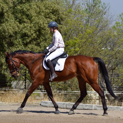 FLIGHT CLUB – PINE RIDGE EQUESTRIAN CENTRE